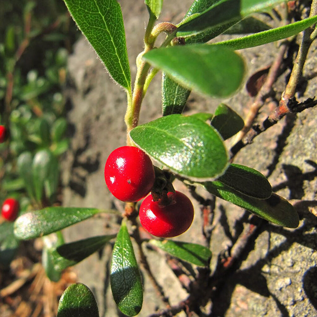 Lingon – odla dina egna | Plantagen