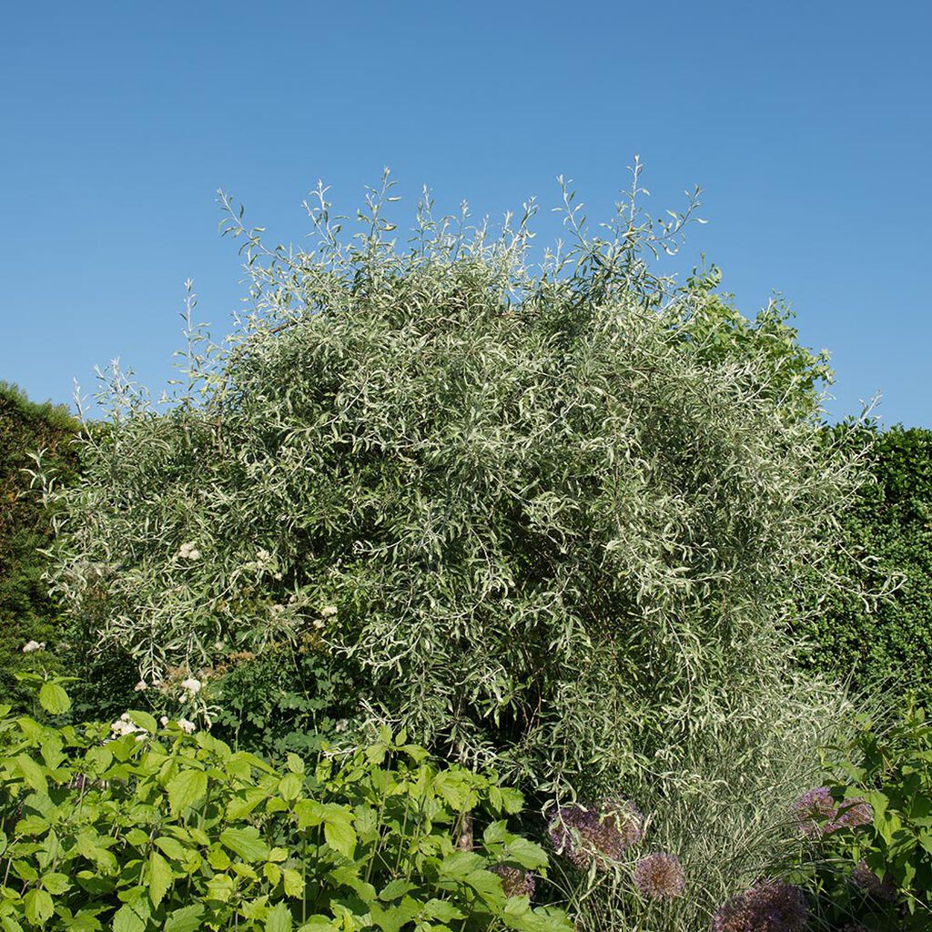 Silverpäron - plantering och skötsel | Plantagen