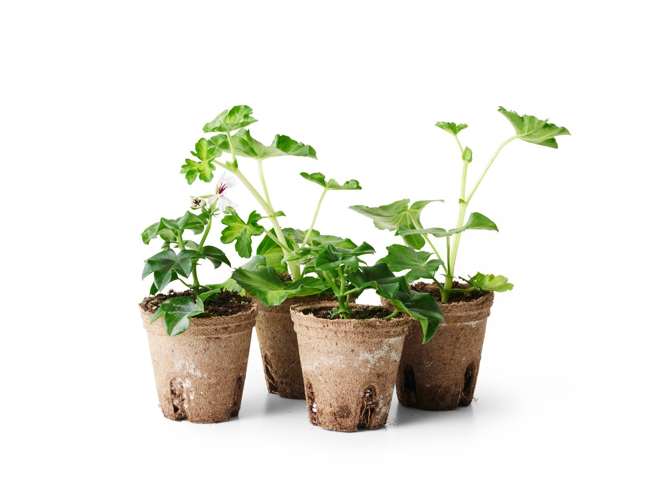 Hängpelargon stickling, Ø6 cm, Flera färger | Plantagen