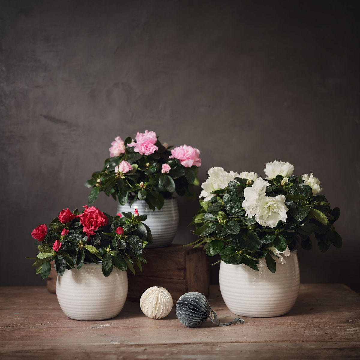 Azalea, Ø12 cm, Vit | Plantagen