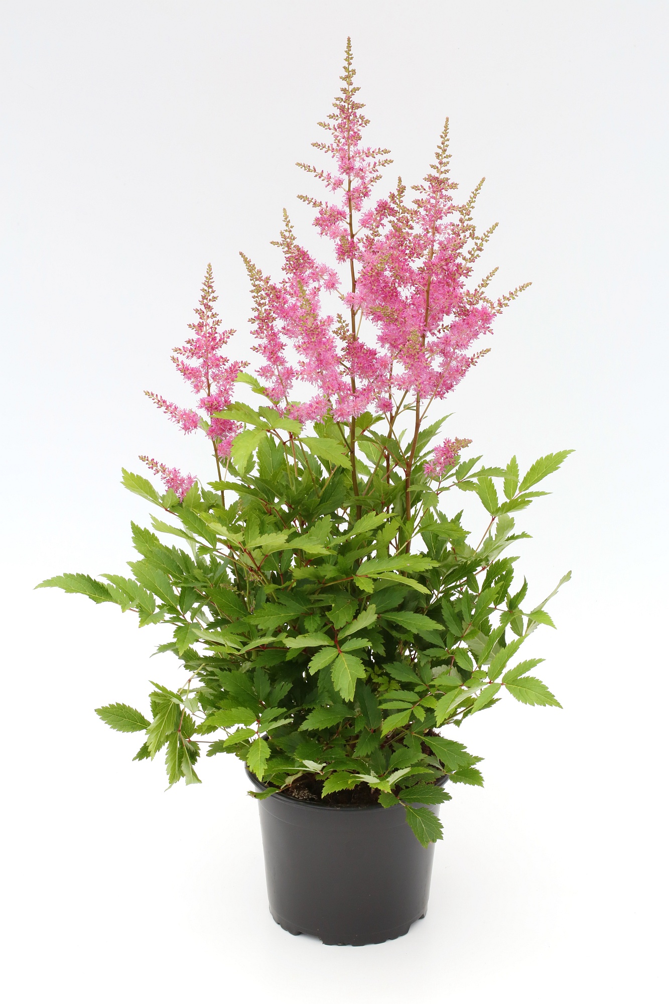 Stauder – flerårige favoritter for alle hager | Plantasjen