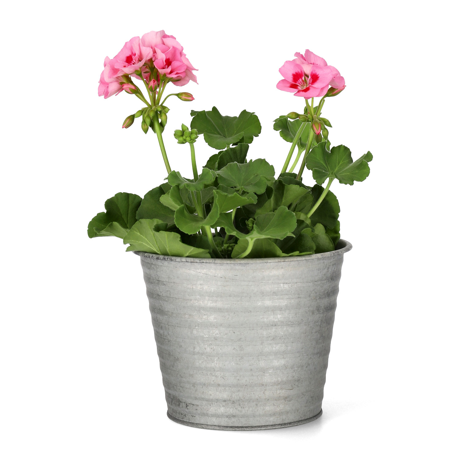 Pelargon Calliope 'Pink Splash', Ø12 cm, Rosa | Plantagen