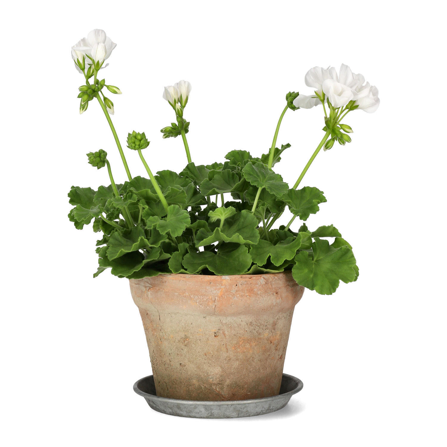 Pelargon Calliope, Ø12 cm, Vit | Plantagen