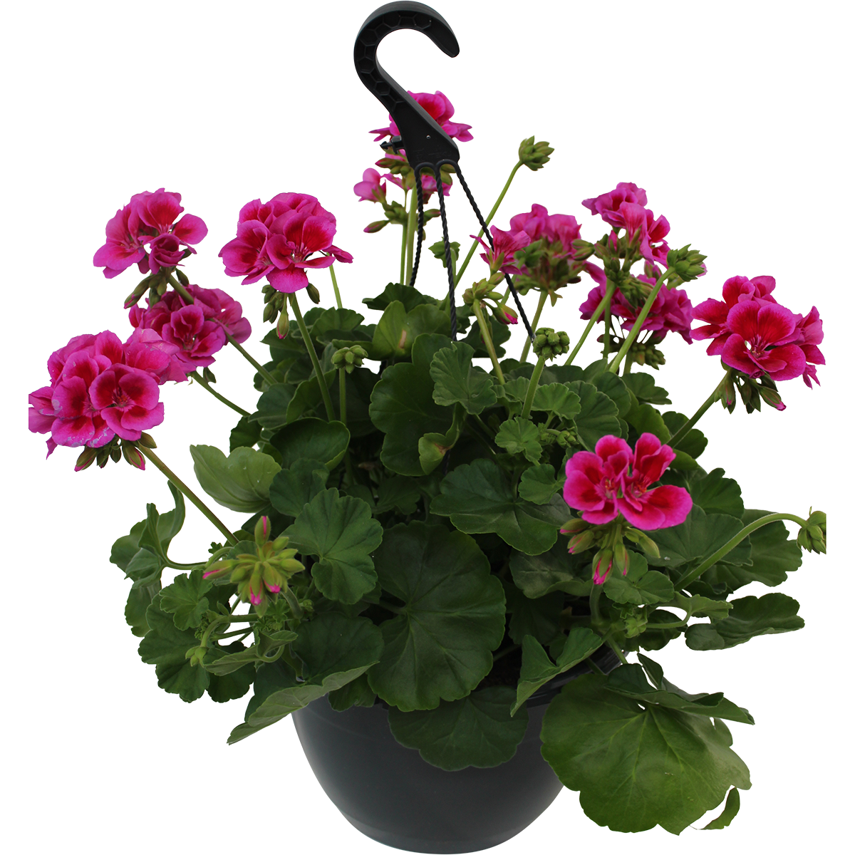 Pelargon Calliope, Ø25 cm, Lila | Plantagen