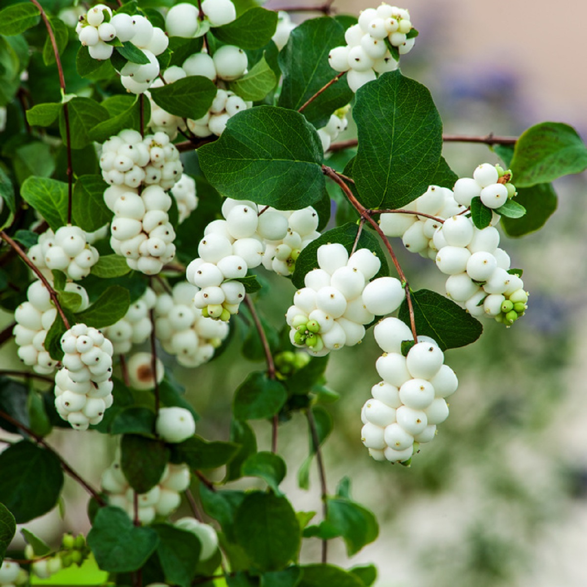 Snøbær 'White Hedge', Ø22 cm, Hvit | Plantasjen