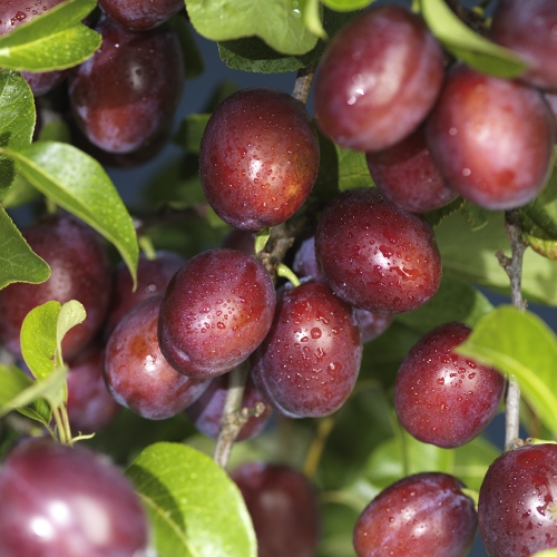 Plomme 'Victoria' E St.Jul.A, Høyde 150-200 c.. | Plantasjen