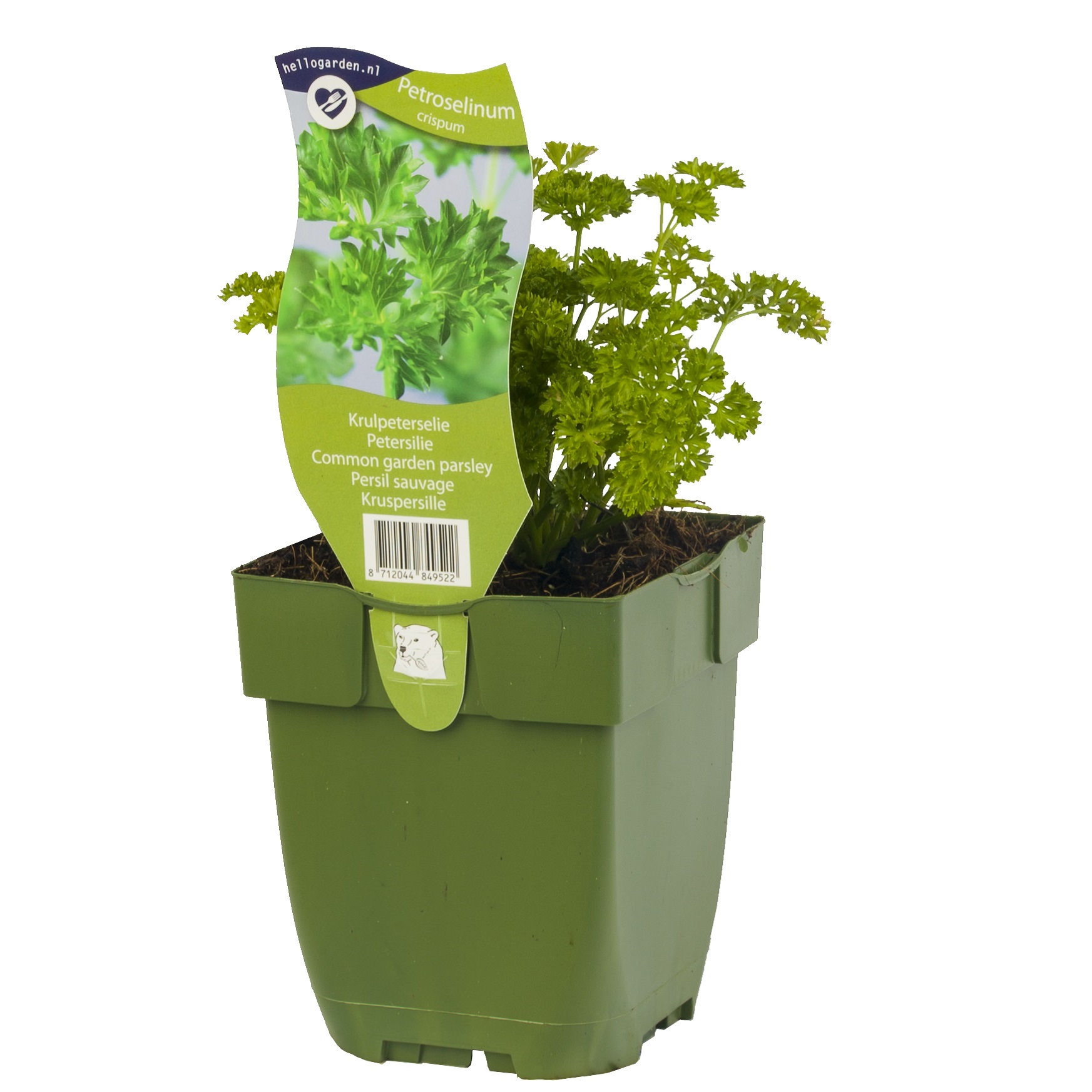 Persilja, Ø11 cm, Grön | Plantagen