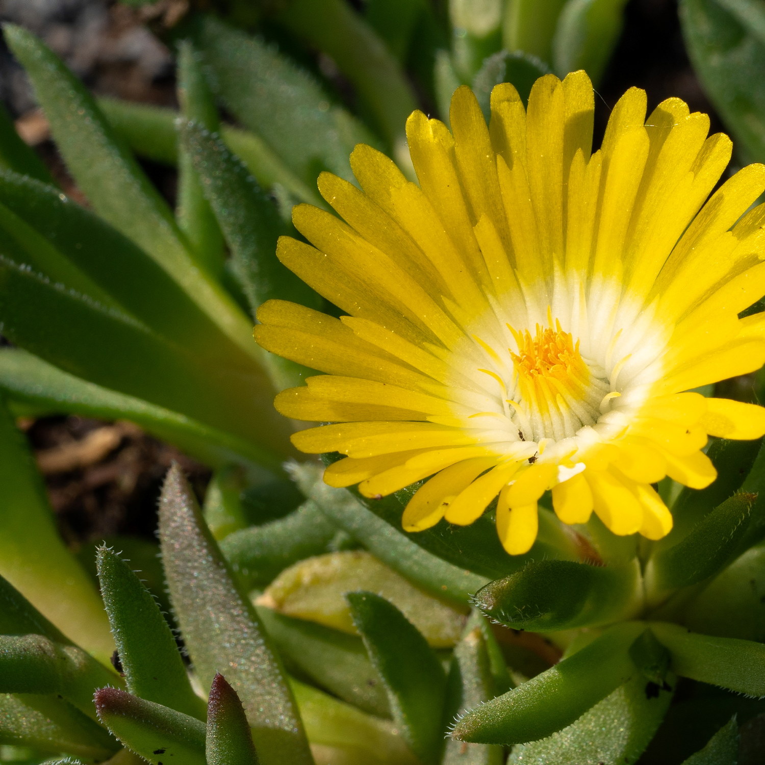 Delosperma congestum | Plantagen