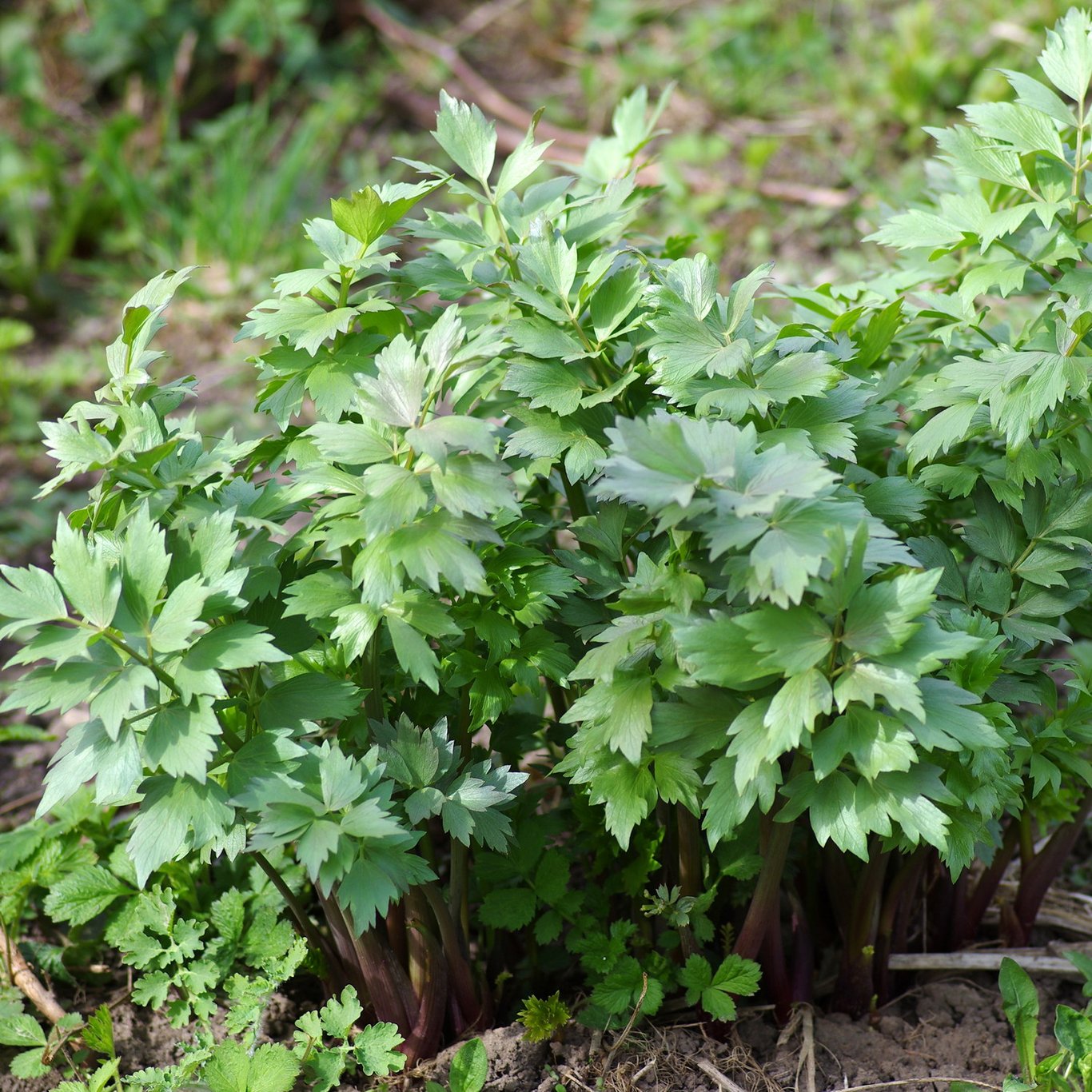 Levisticum officinale | Plantasjen
