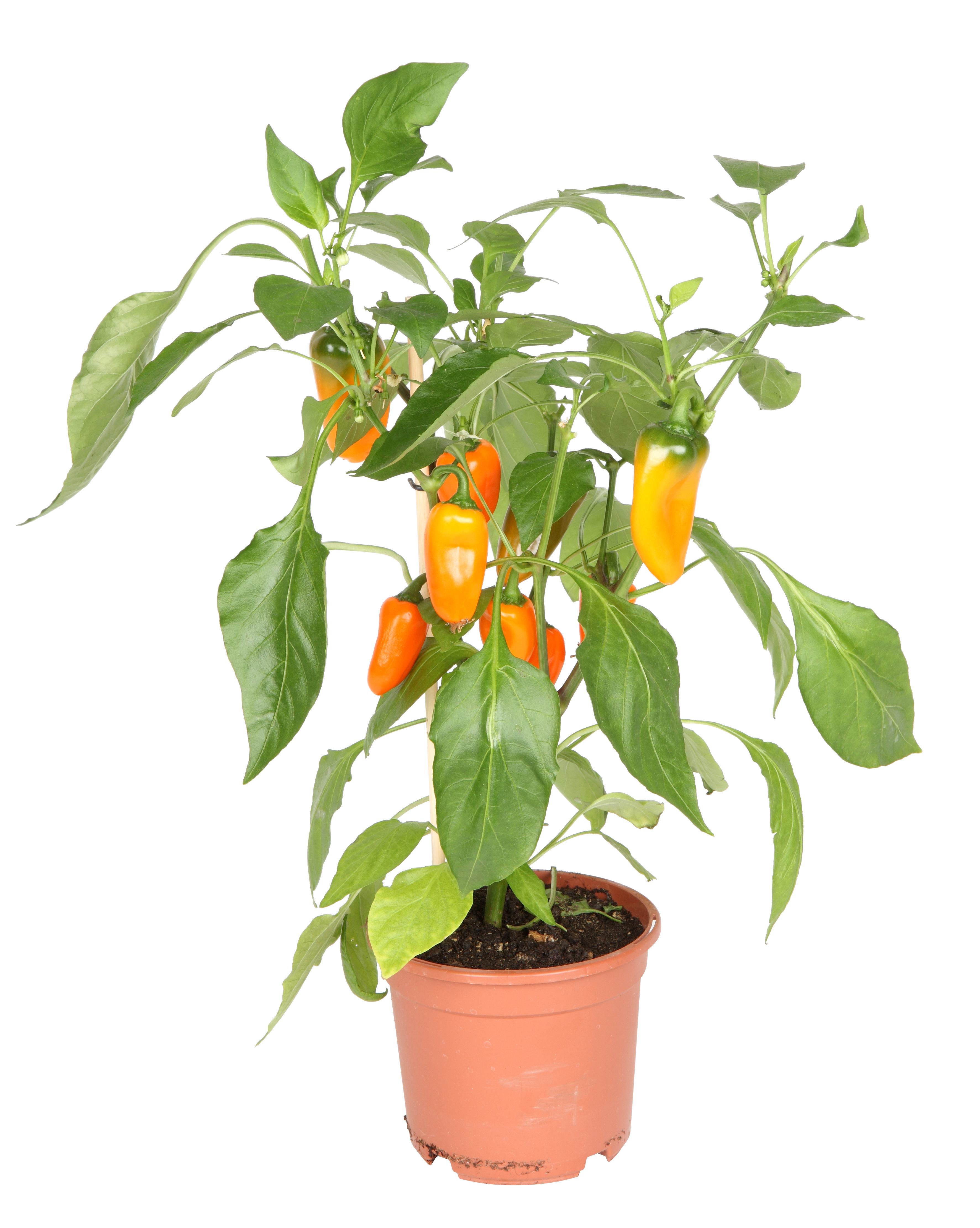Ready Snack Pepper Orange 14 cm | Plantagen