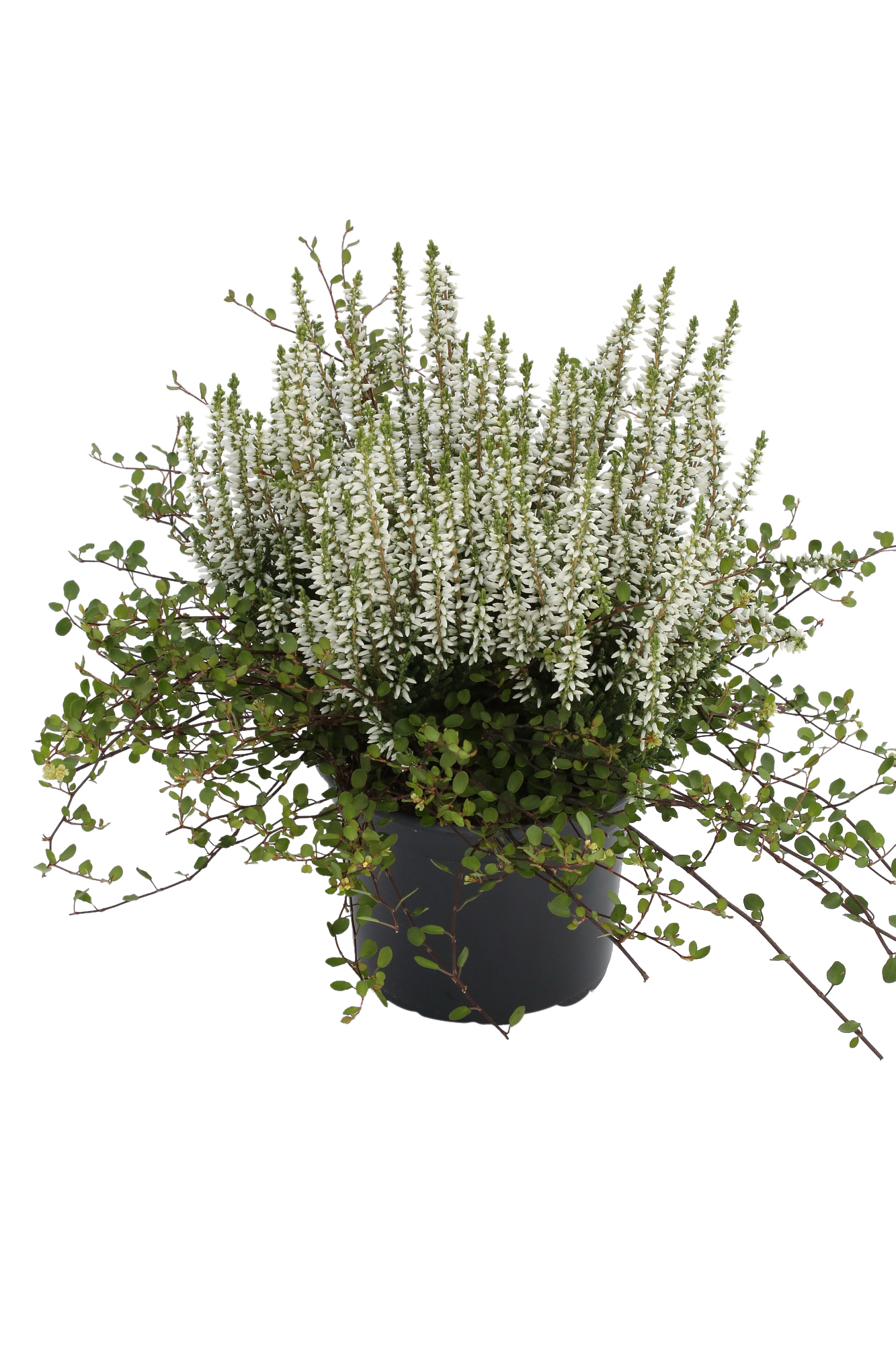 Ljung och Plättar i luften, Ø11 cm, Flerfärgad | Plantagen