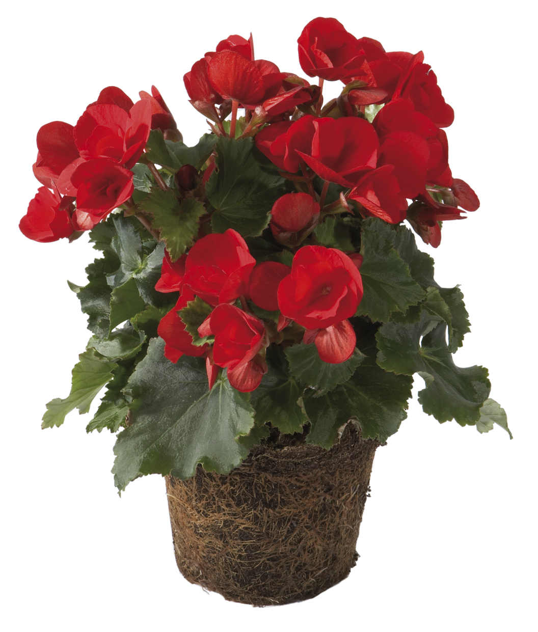 Betulia, Ø12 cm, Flere farger | Plantasjen