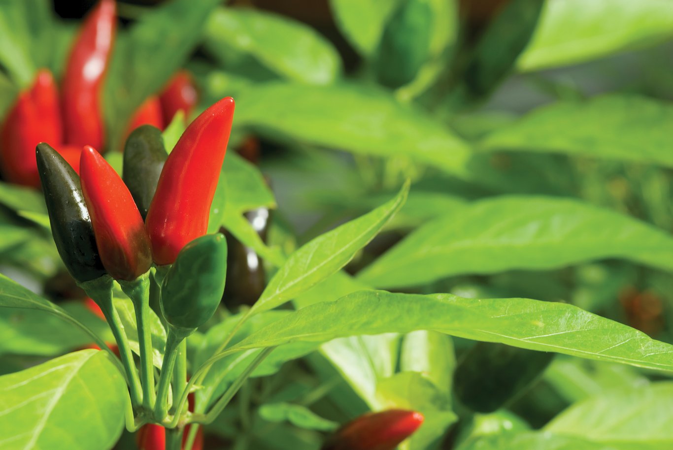 Spansk peppar, Ø10.5 cm, Flera färger | Plantagen