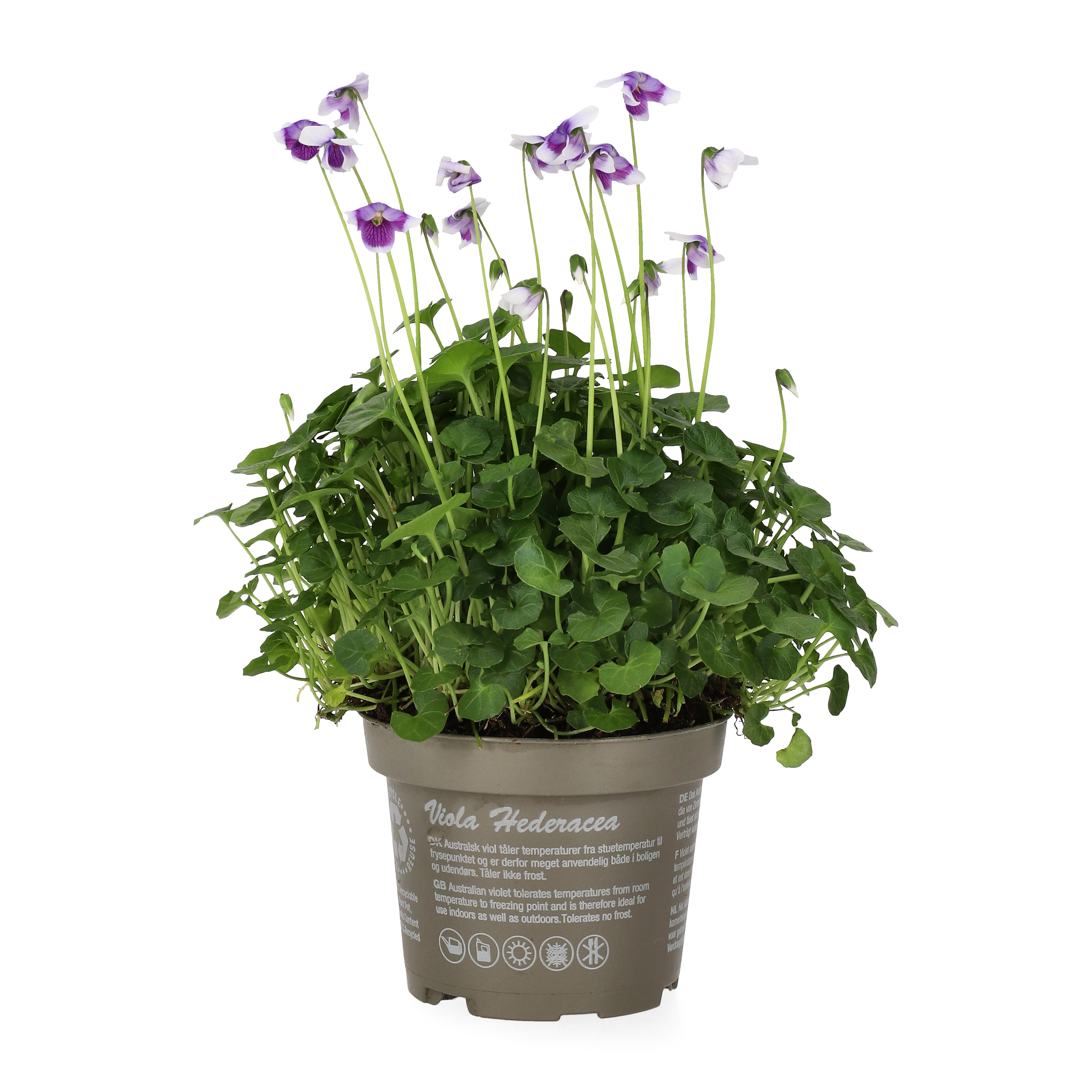 Viola hederacea 10,5 cm | Plantagen