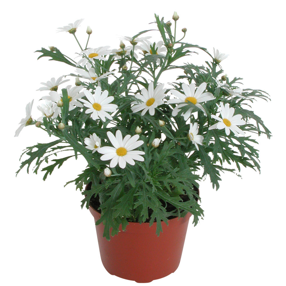 Margerit, Ø10.5 cm, Vit | Plantagen