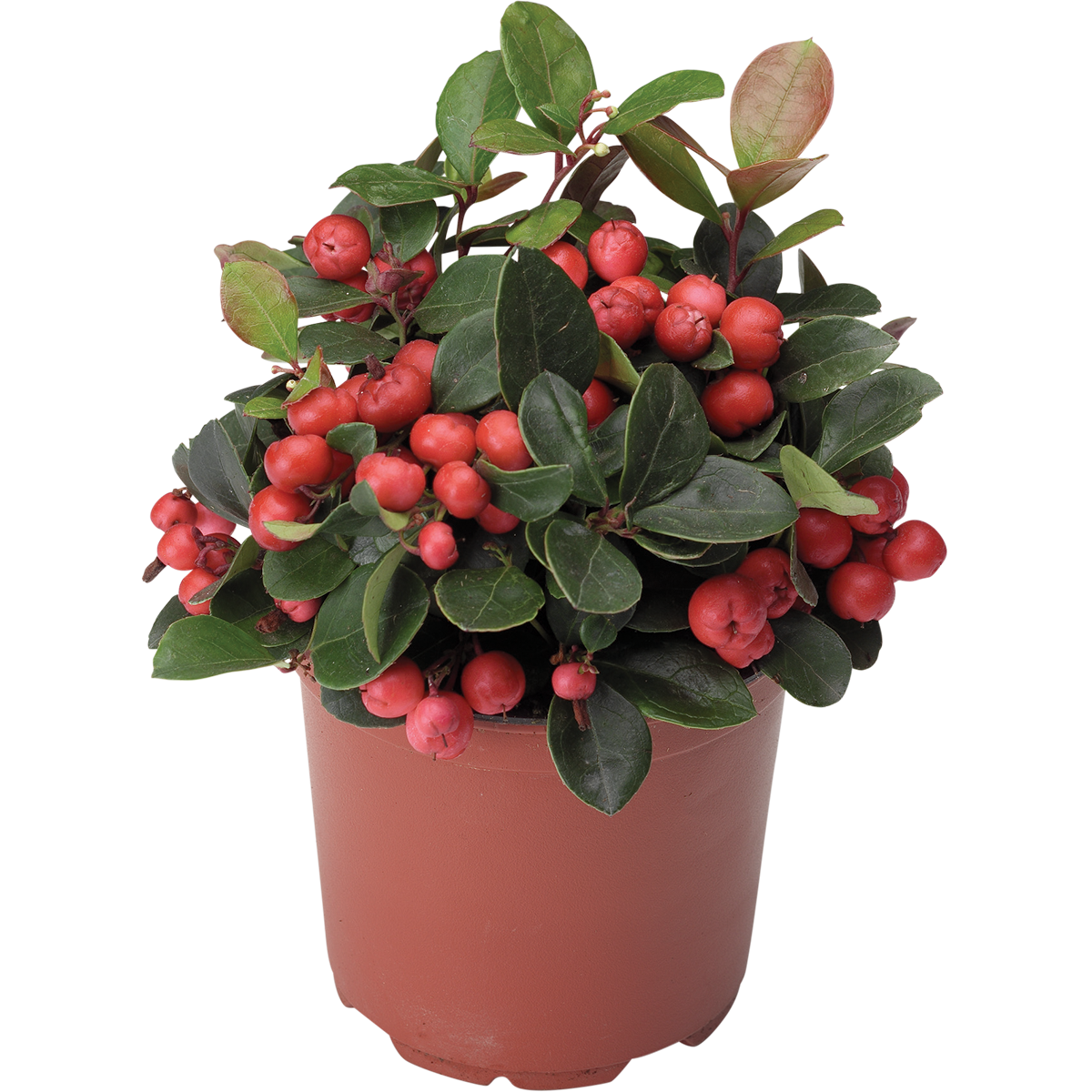 Krypberglyng BIG BERRY, Ø10,5 cm, Rød | Plantasjen