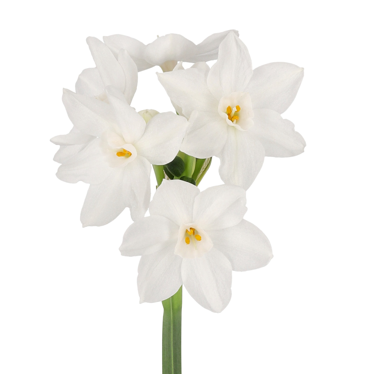 Vit tazett 'Paperwhite Ziva', Ø12 cm, Vit | Plantagen