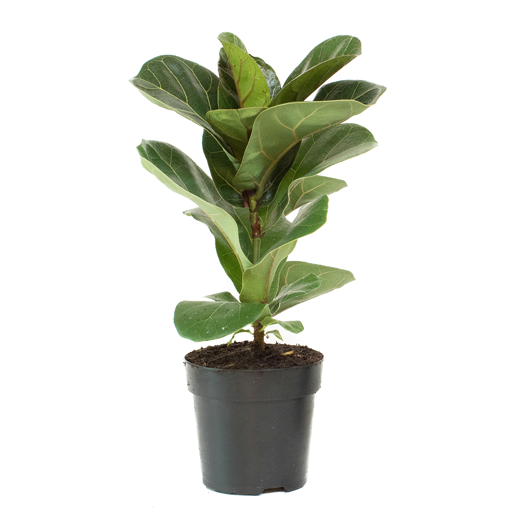 Ficus lyrata 11 cm | Plantagen