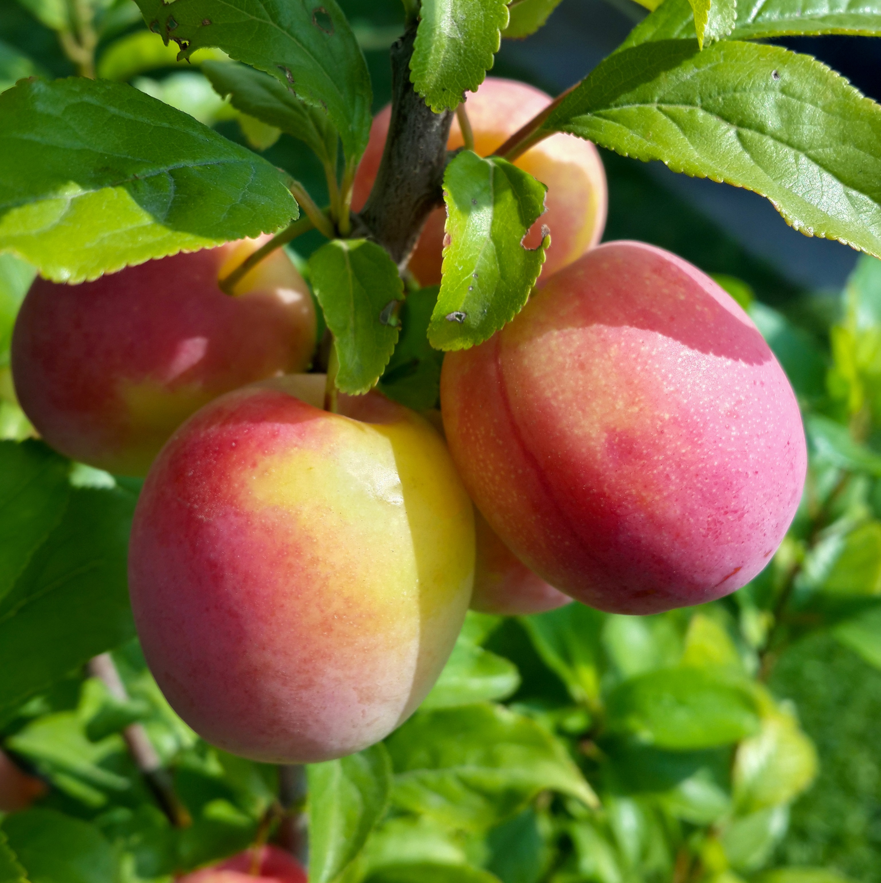 Plomme 'Reeves' St.Jul.A, Høyde 150-200 cm, Rød | Plantasjen