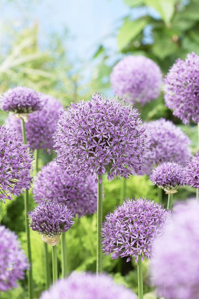 Allium 'Gladiator', Lila | Plantagen
