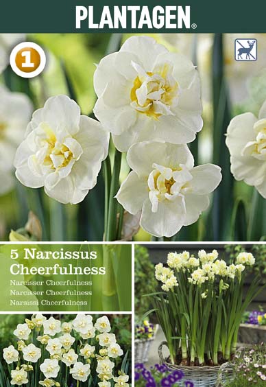 Narsiss 'Cheerfulness', Gul | Plantasjen