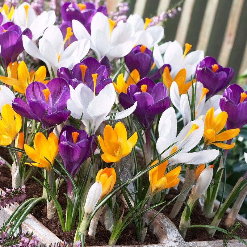 Crocus vernus Mix 7/ Organic | Plantagen