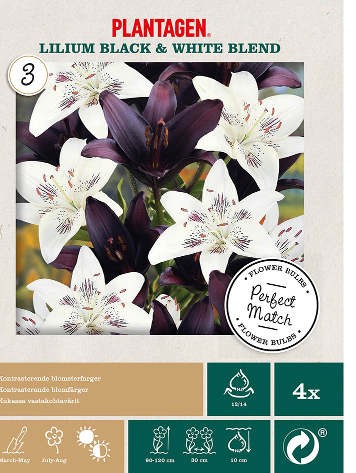 Lilja mix svart & vit, 4-pack, Vit | Plantagen