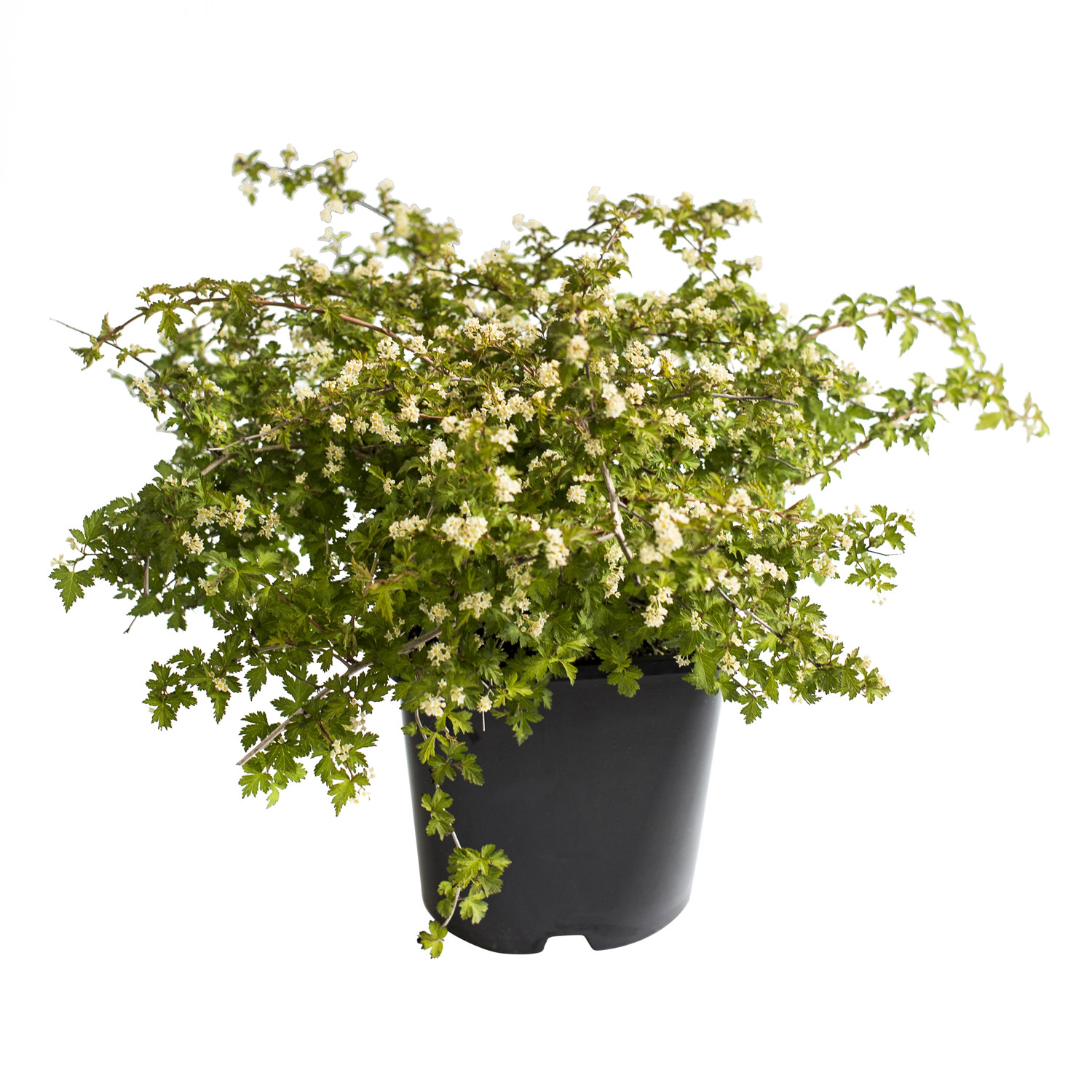 Stephanandra incisa 'Crispa' 4,5L | Plantasjen