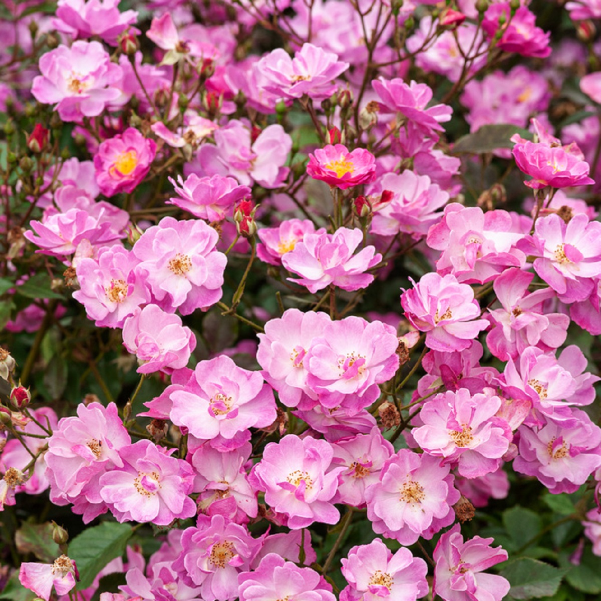 Bunndekkerose LAVENDER DREAM, Ø19 cm, Lilla | Plantasjen