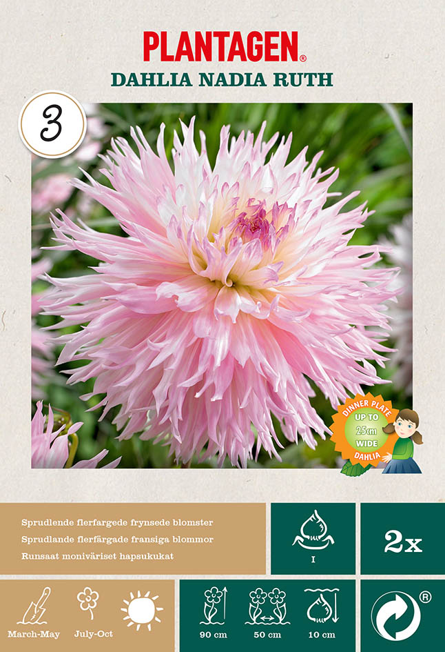 Dahlia Fimbriata Nadia Ruth | Plantagen