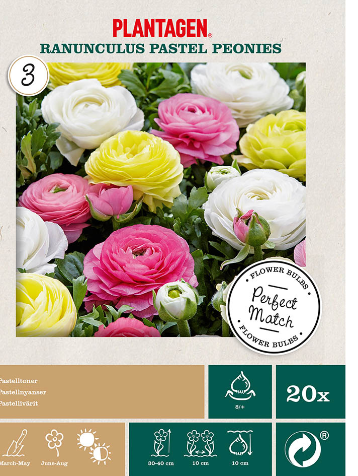 Ranunkel mix pastel peonies, 20-pack, Flerfär.. | Plantagen