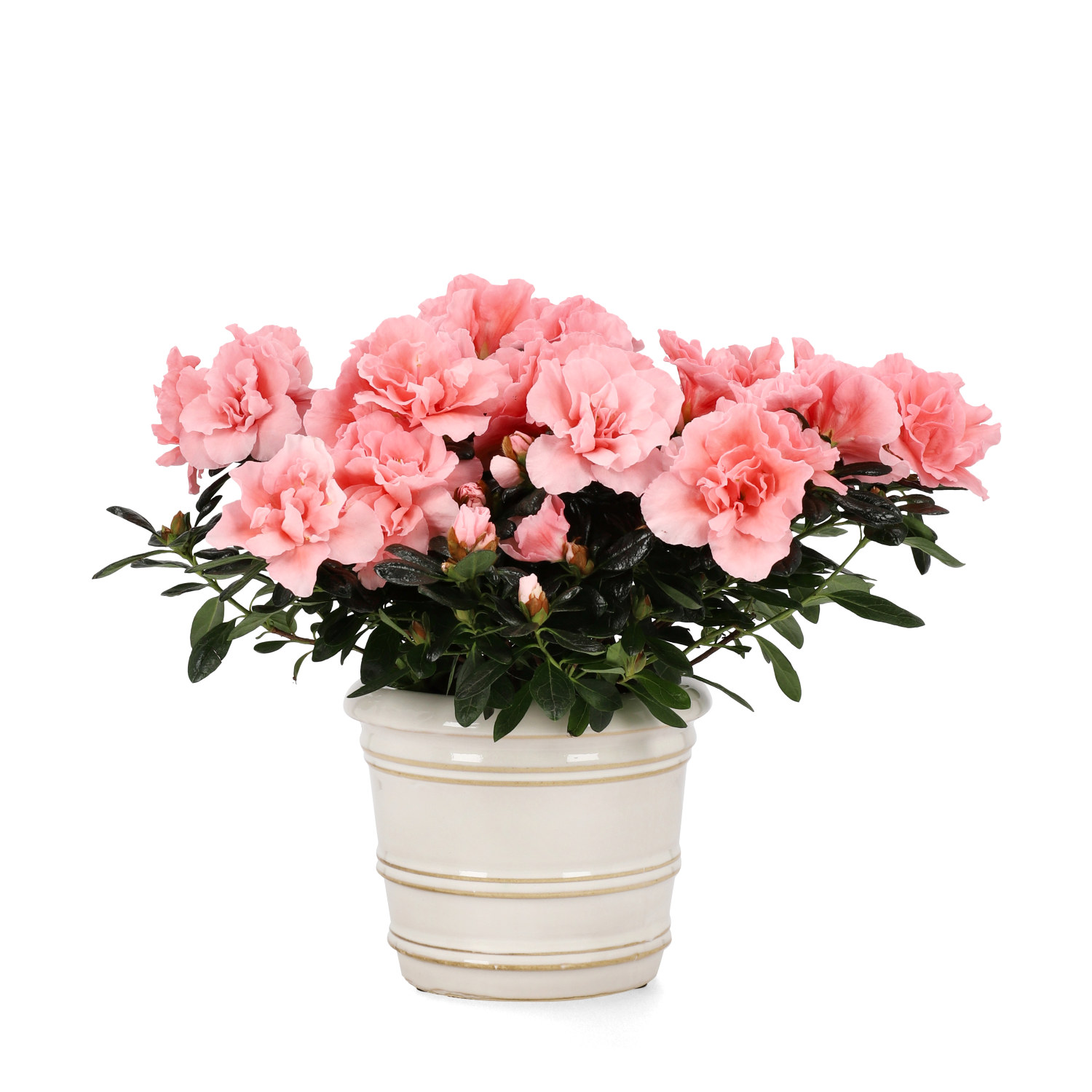 Azalea 'Christine Matton', Ø12 cm, Vit | Plantagen