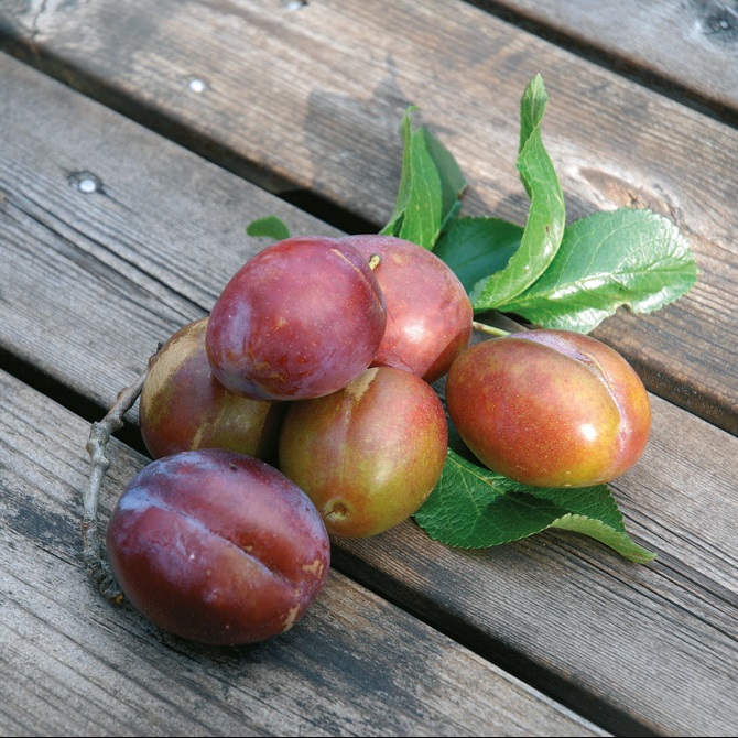 Plomme 'Jubileum' St.Jul.A, Høyde 150-200 cm,.. | Plantasjen