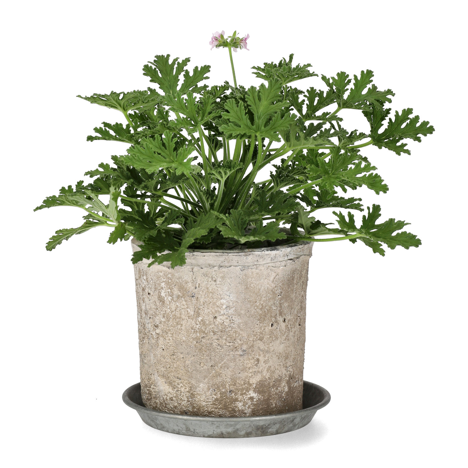 Doftpelargon 'Dr. Westerlund', Ø12 cm, Grön | Plantagen