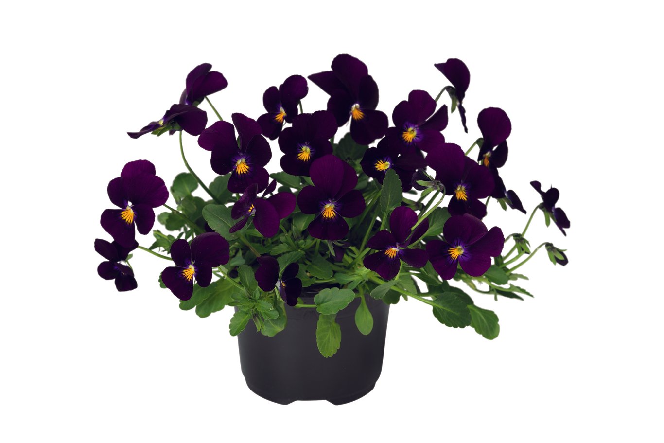 Viola small fl. Red 12 cm | Plantasjen