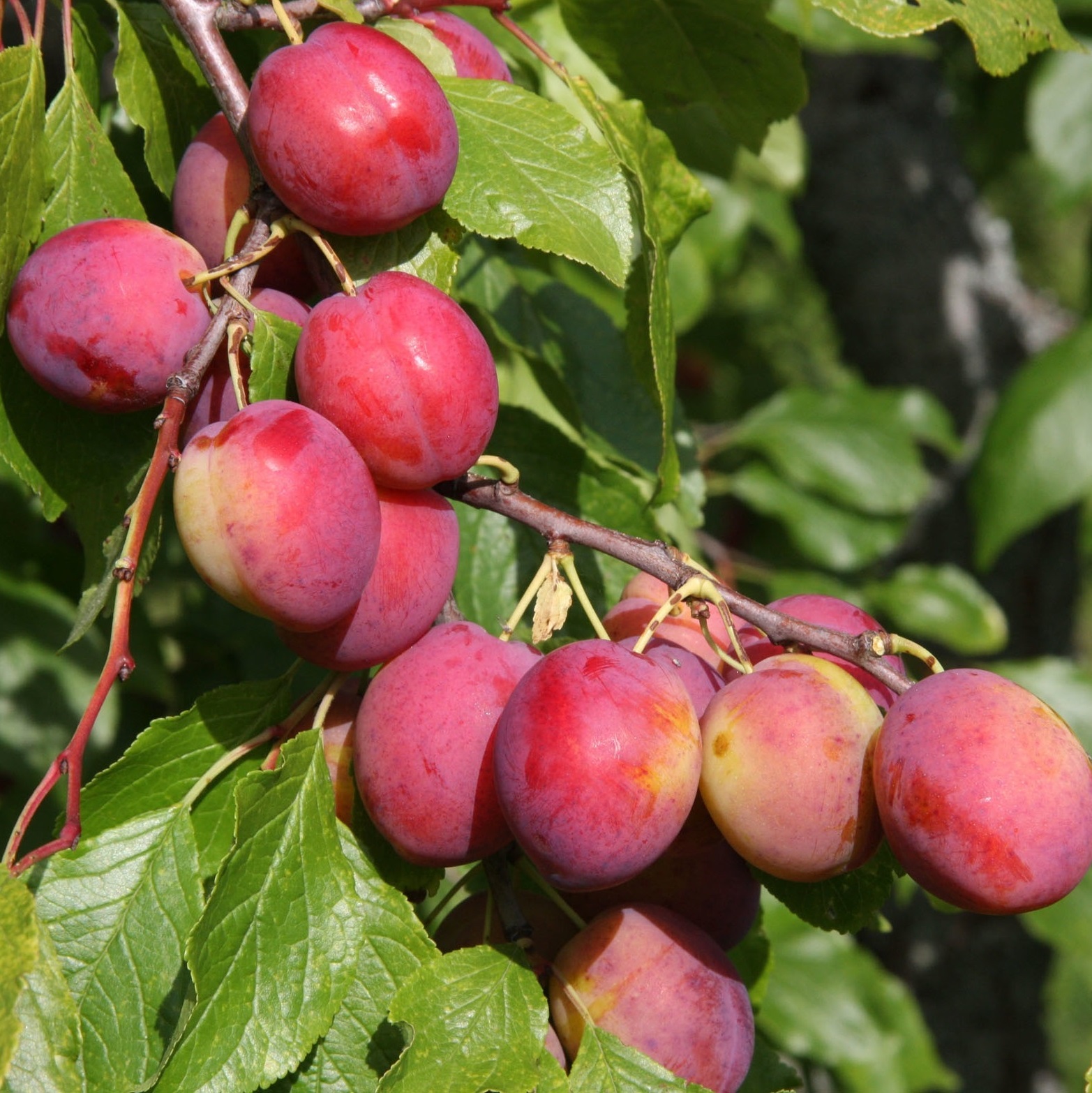 Plommon 'Victoria' E P.cer, Höjd 150-200 cm,.. | Plantagen