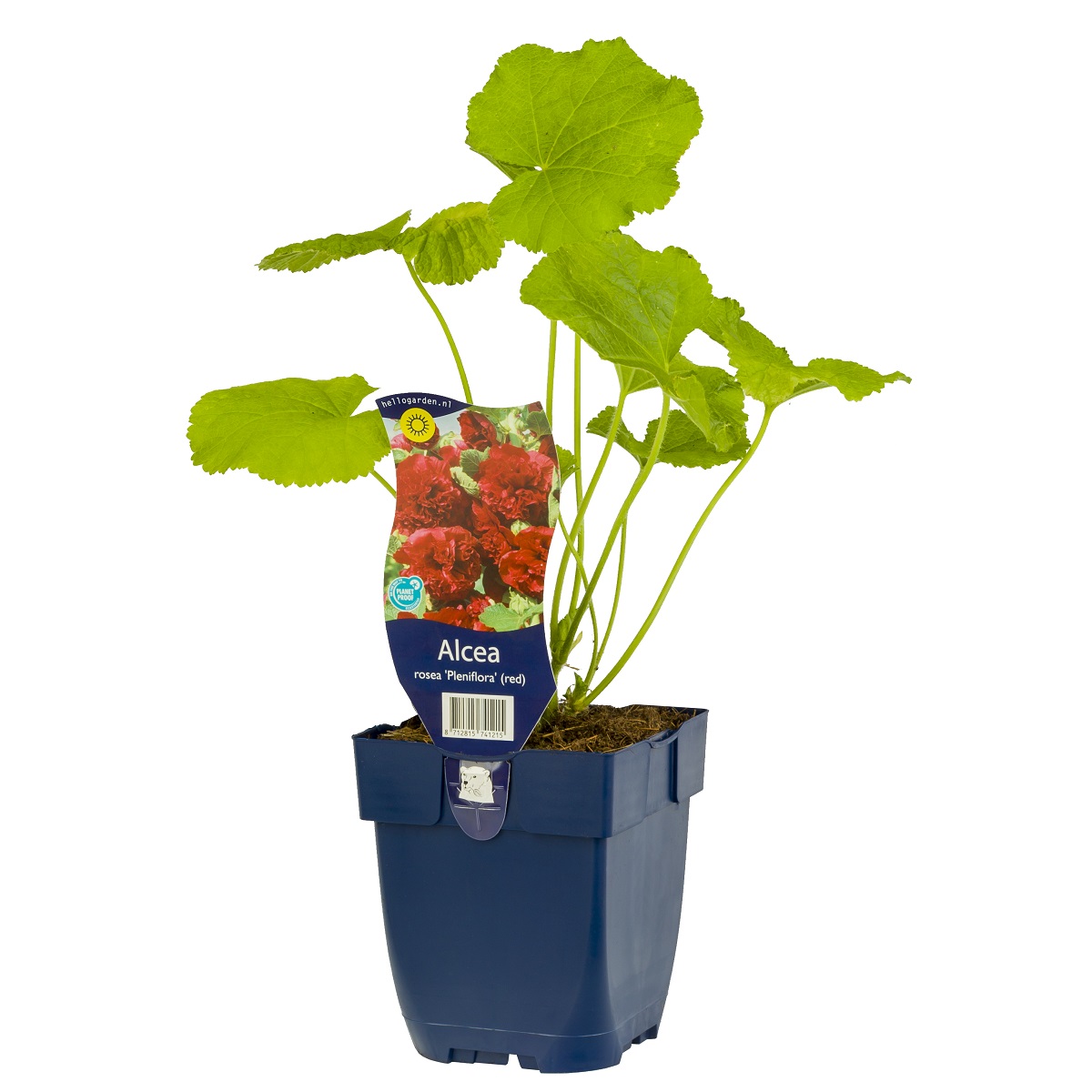 Stockros 'Pleniflora' (röd), Ø11 cm, Röd | Plantagen