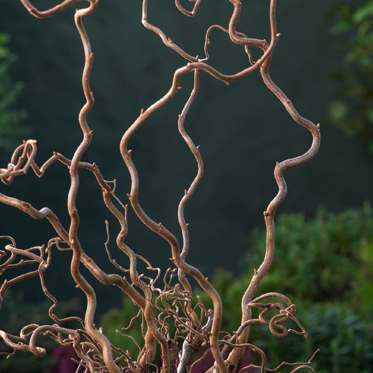 Ormhassel 'Contorta', Ø23 cm, Grön | Plantagen