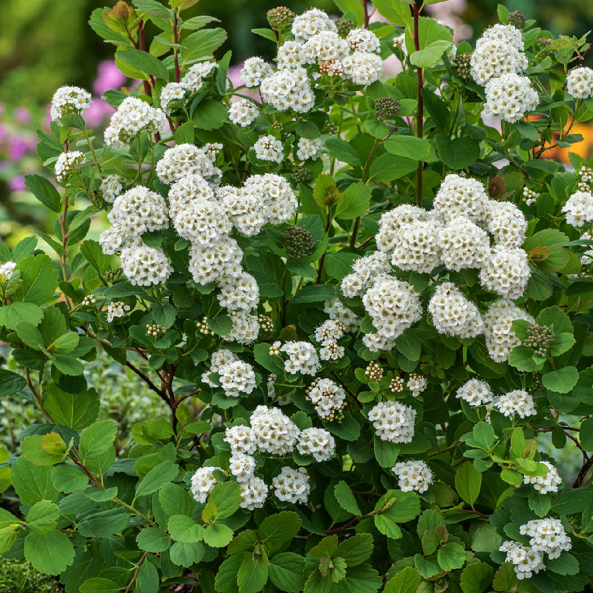 Spiraea betulifolia 'Tor' 23cm | Plantagen