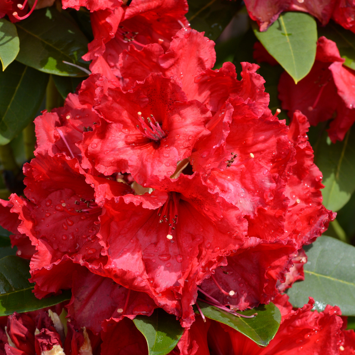 Arboreum-rododendron 'Red Jack', Ø23 cm, Röd | Plantagen