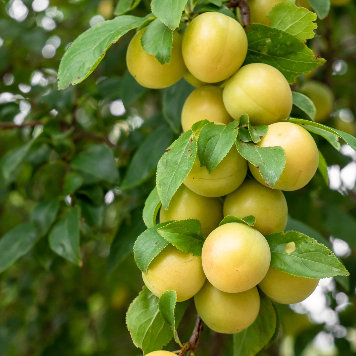 Plommon 'Reine Claude d'Oullins' E P.cer, Höj.. | Plantagen