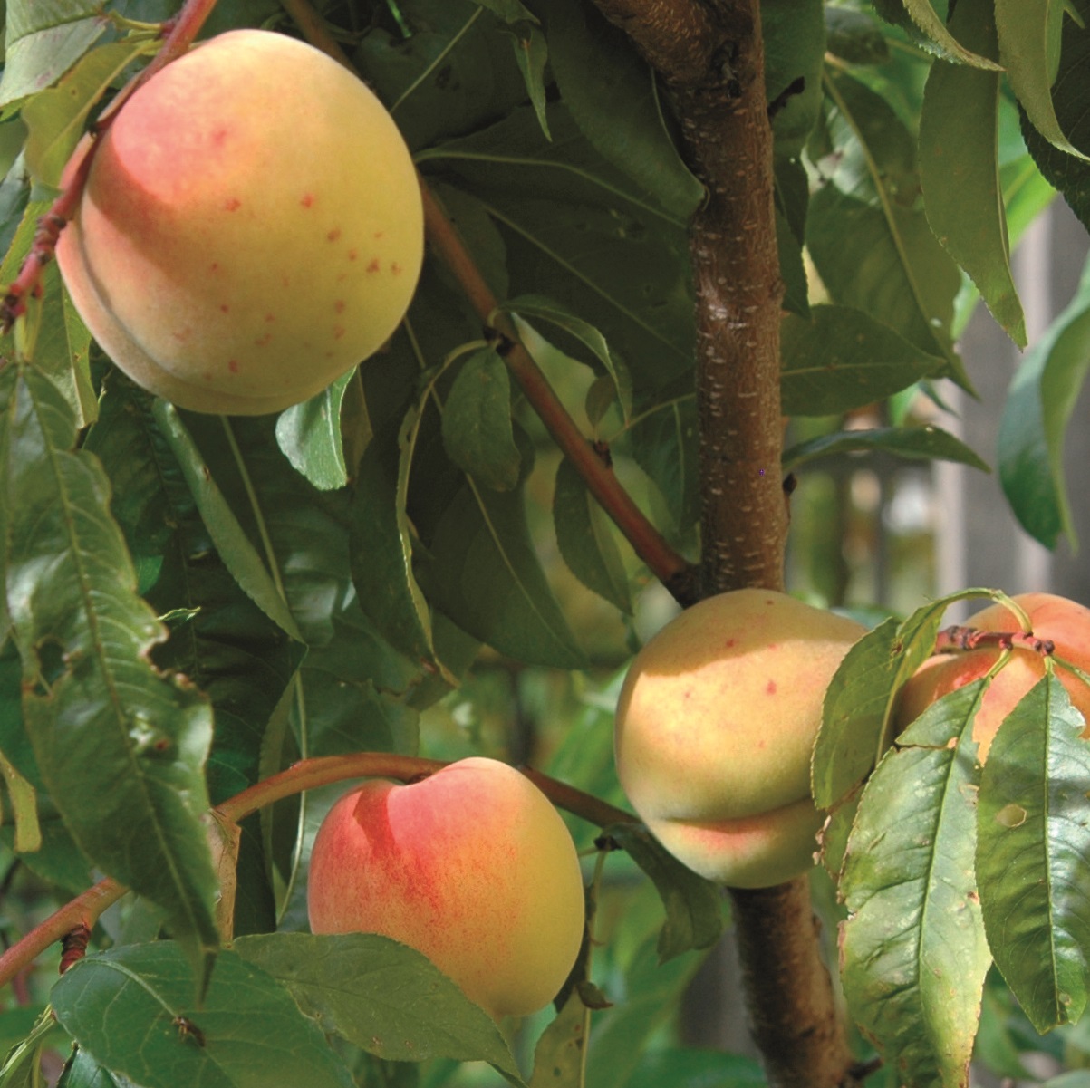 Persika 'Frost', Höjd 150-200 cm, Röd | Plantagen