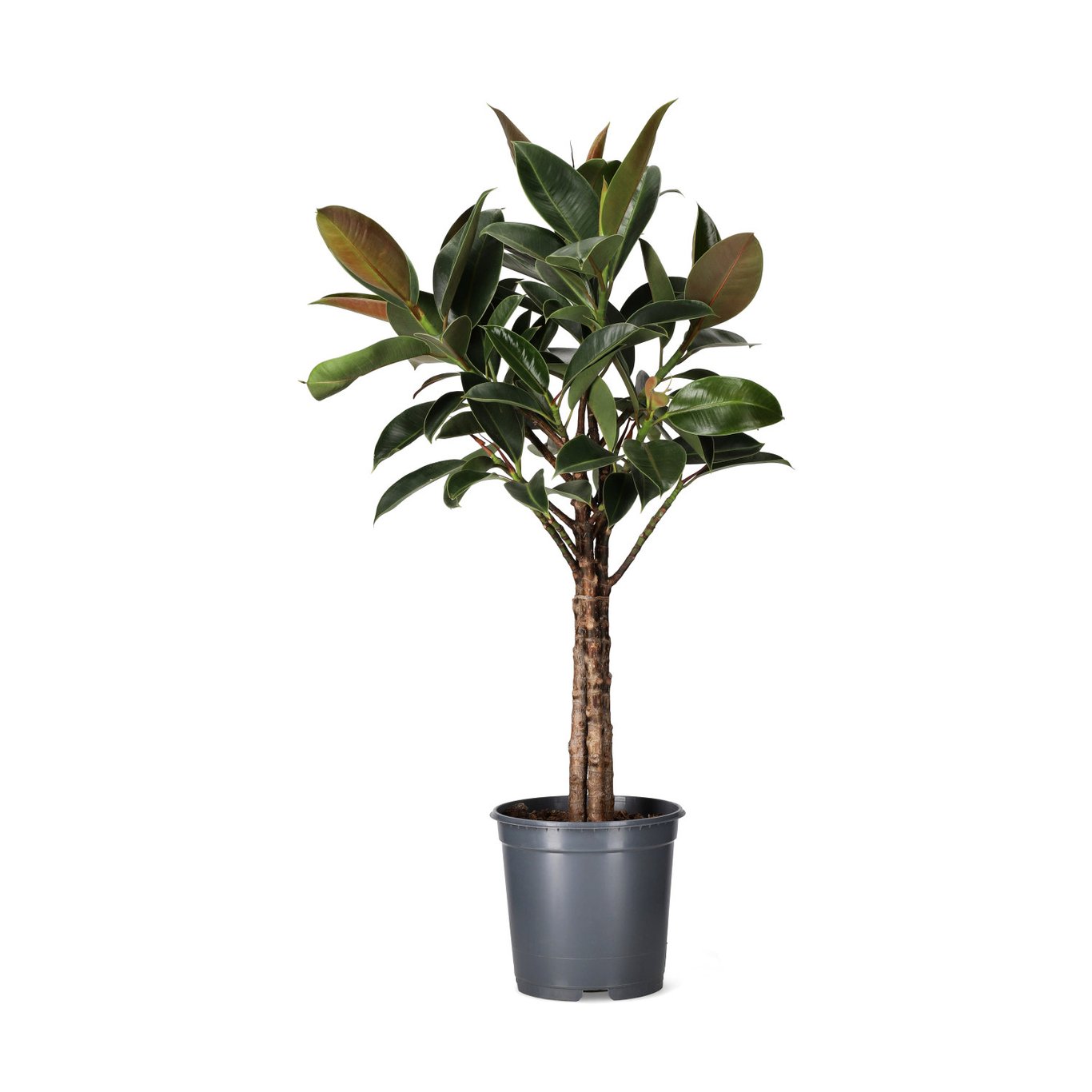 Ficus elastica 'Melany' stem 21 cm | Plantasjen