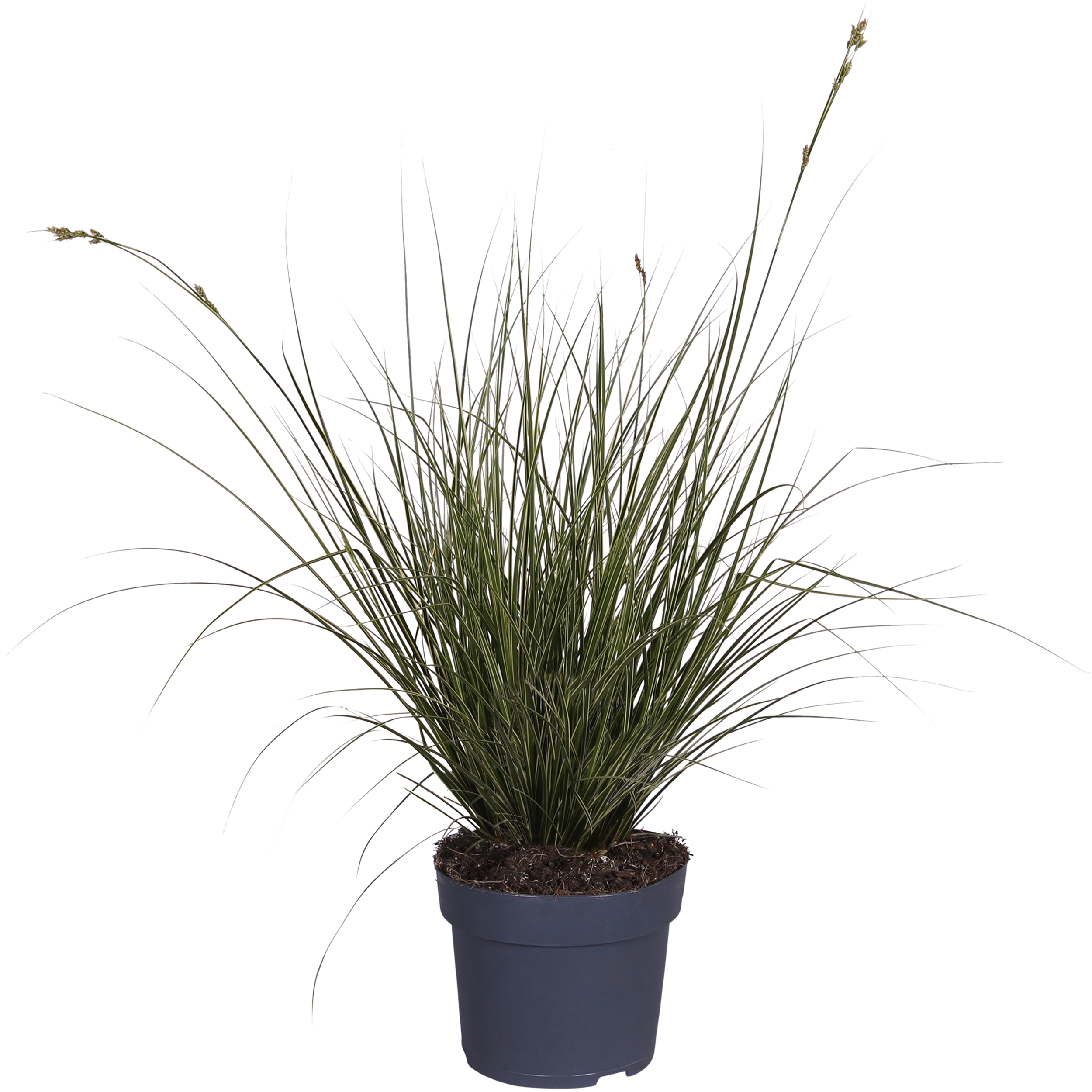 Carex Brunnea Variegata 14 cm, Ø14 cm, Flerfa.. | Plantasjen