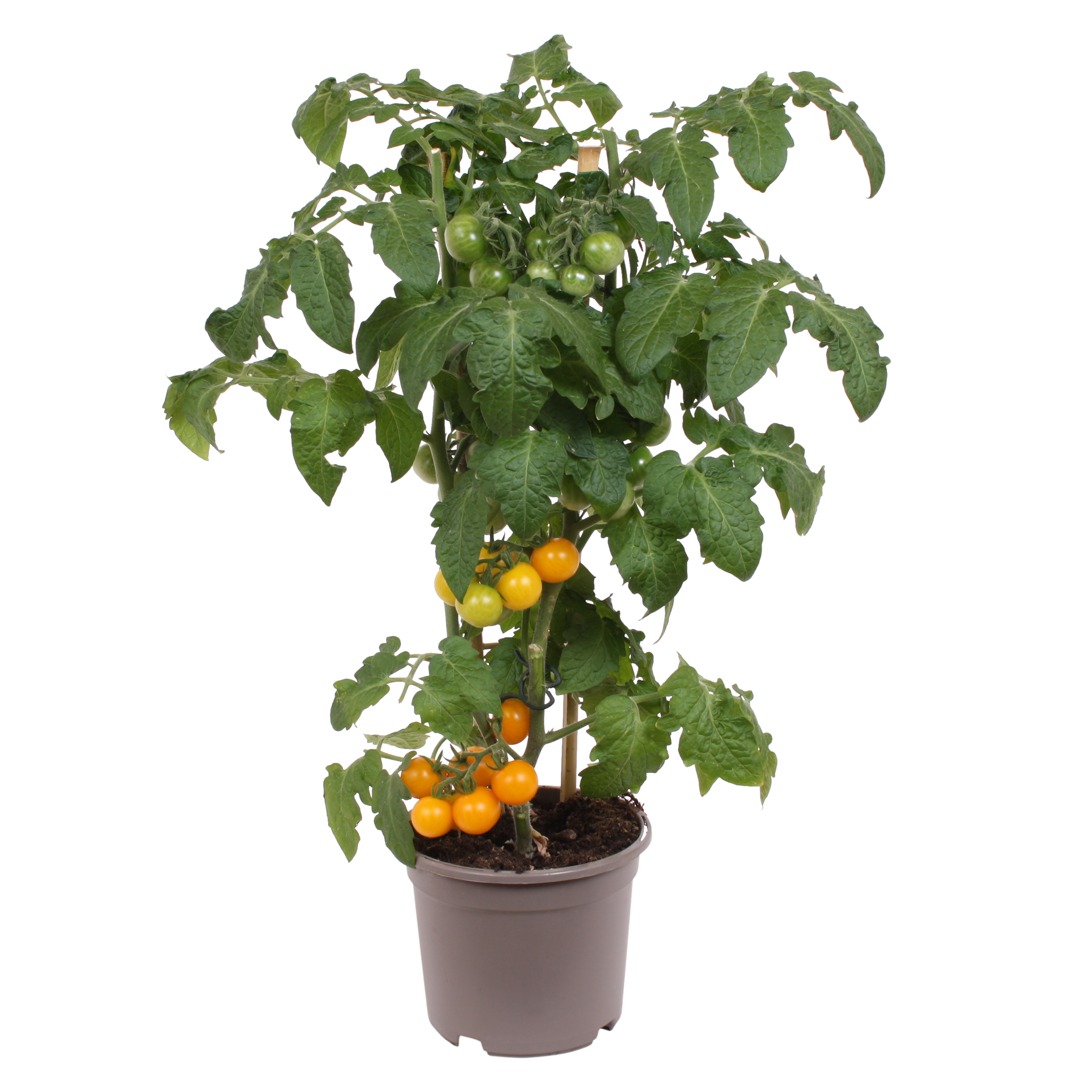 Gul tomat 'Candy Berry', Ø14 cm, Gul | Plantagen
