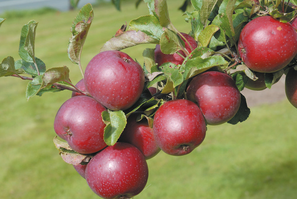 Äpple 'Rödluvan' E A2, Höjd 150-200 cm, Röd | Plantagen