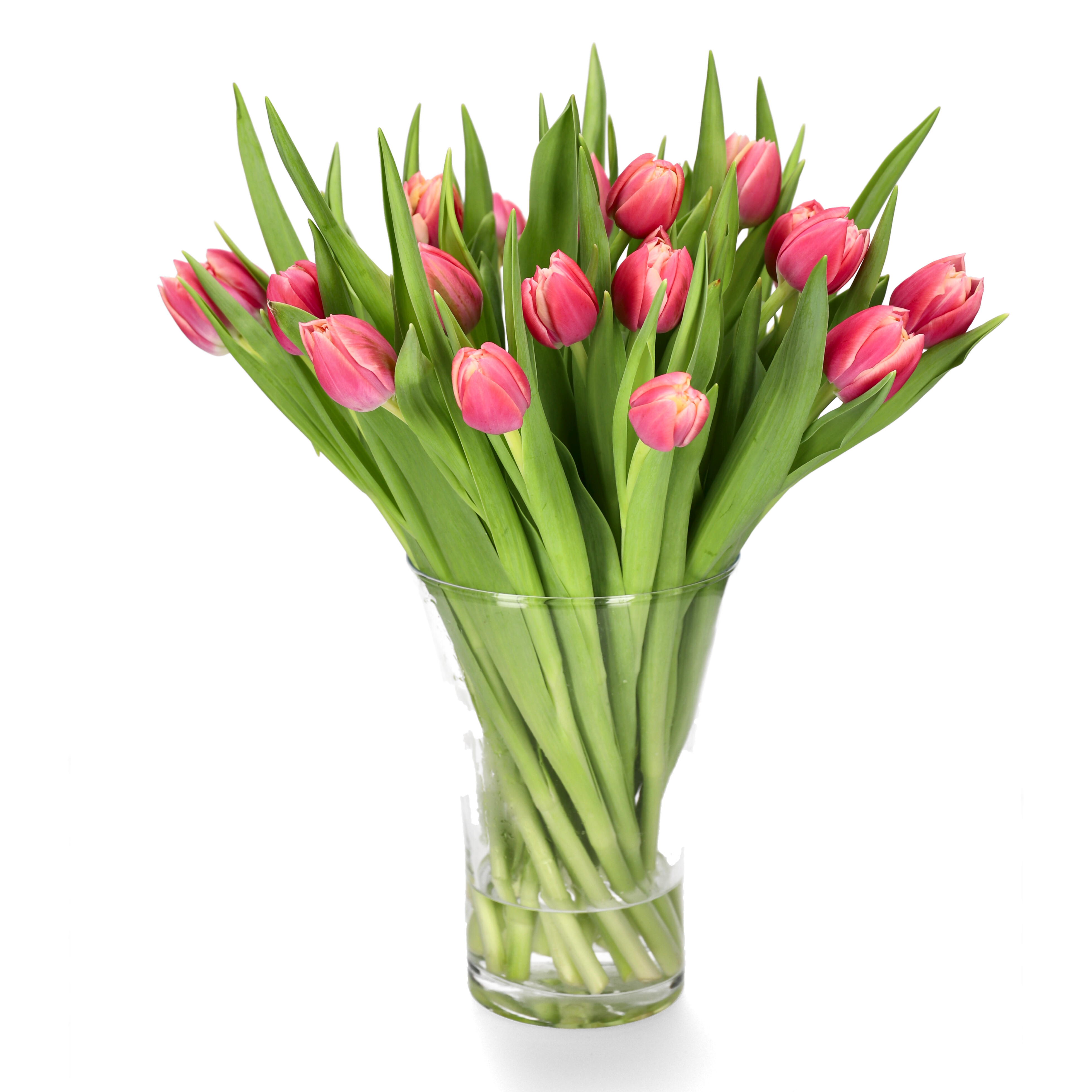 Tulpaner | Plantagen