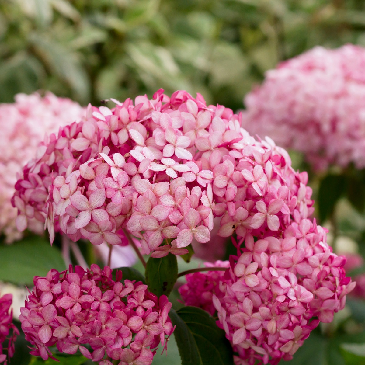 Vidjehortensia PINK ANNABELLE, Ø19 cm, Rosa | Plantagen