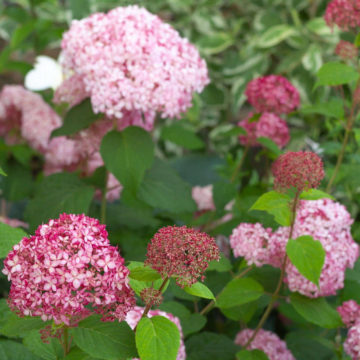 Vidjehortensia RUBY ANNABELLE, Ø19 cm, Röd | Plantagen