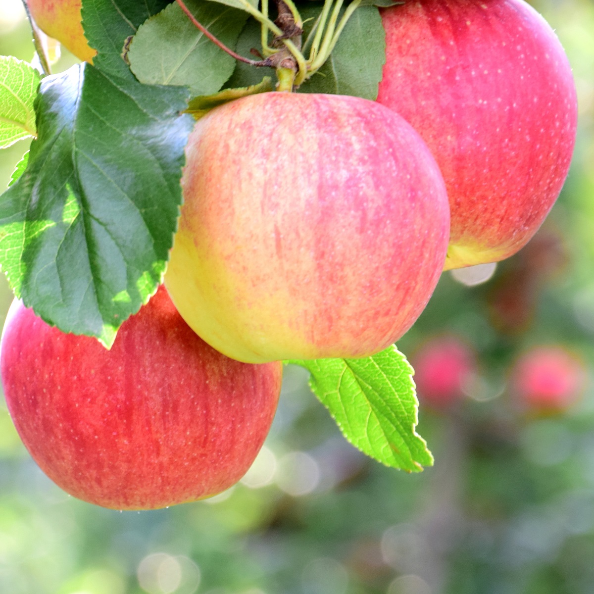 Malus domestica Eplefamilietre 2 sorter 10L | Plantagen